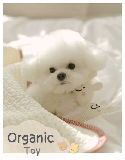 강아지 장난감 2차 재입고 강아지 오가닉 장난감삑삑이 딸랑이 오늘의집 쇼핑