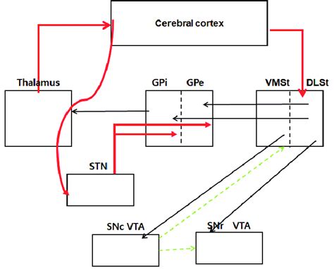 Schematic Diagram Of Cortico Striatal Thalamic Cortical Cstc Tract In Download Scientific
