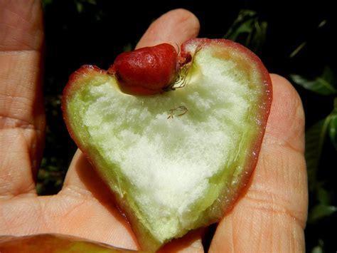 Close Up Photographs Of Makopa In The Philippines Free Photos On