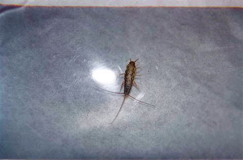 Silverfish Bug Control Get Rid Of Silverfish