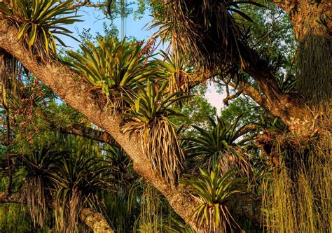 Epífitas Plantas Aéreas La Nueva Tendencia Para La Decoración Del Hogar