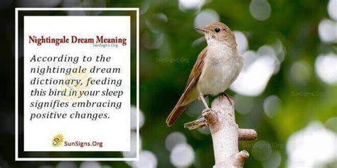 Did You See A Nightingale In Your Dream Meaning Interpretation And