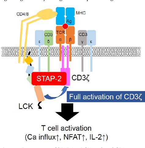 Figure 2 From The Functional Properties And Physiological Roles Of