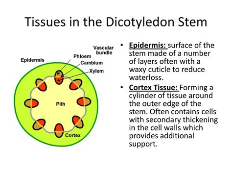 Structure Of Dicotyledonous Stem Ppt Download
