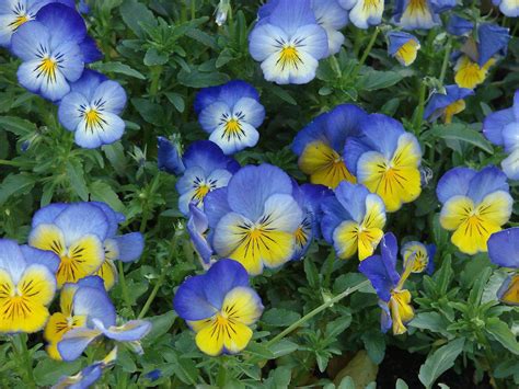 Violas History And Characteristics Au