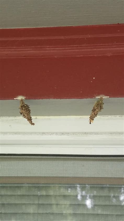 Cocoon Identification Help Needed R Caterpillars