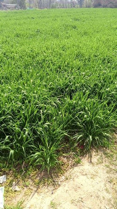 Australian Kandom 90 Days Youtube