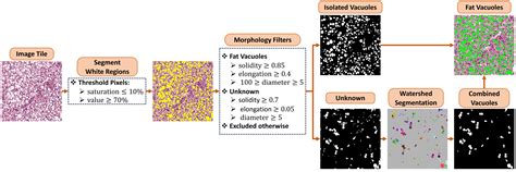 Github Mfarziliverquant A Python Package To Quantitate Liver