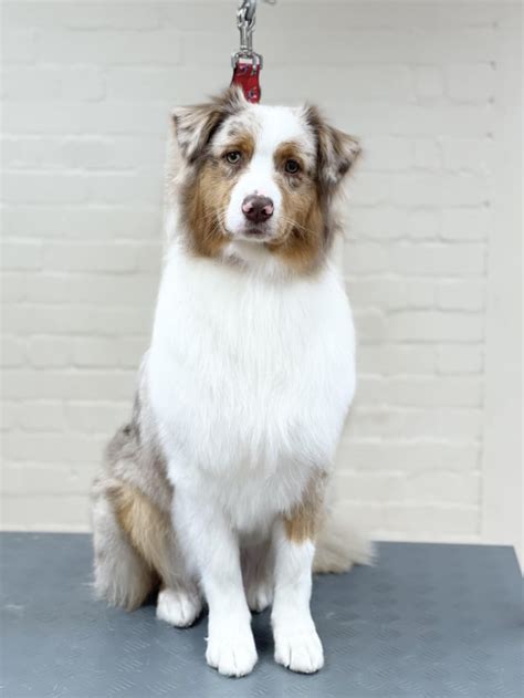 This Is Lilly The English Setter I Did A Modified English Setter