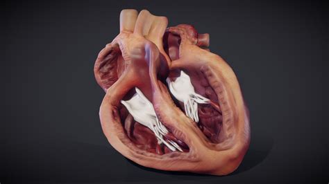 Human Heart Anatomy 3d