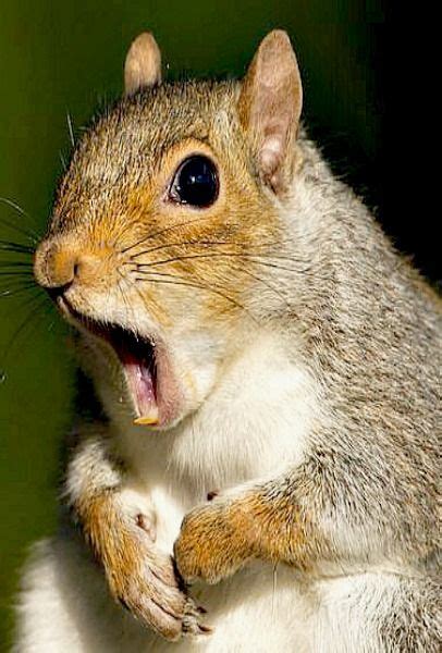 990 Best Squirrel Images On Pinterest Squirrels Red Squirrel And