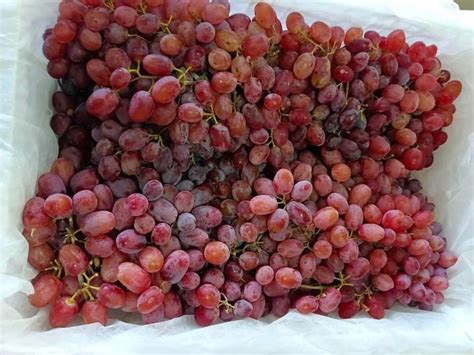 Sofia Sethseph ️cut Off Thursday 3pm King Tiger