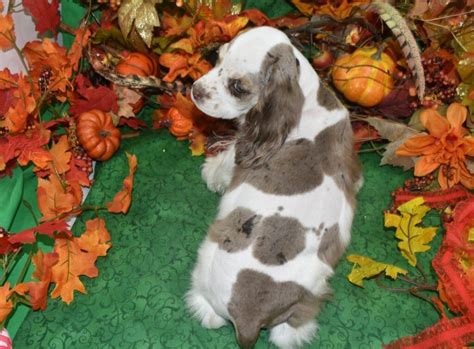 Akc Buff Parti American Cocker Spaniel Puppies For Sale Near Colorado Springs Colorado