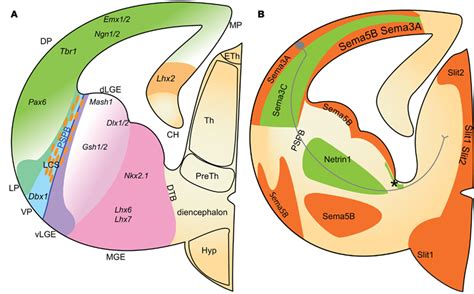 Frontiers Development Of The Corticothalamic Projections