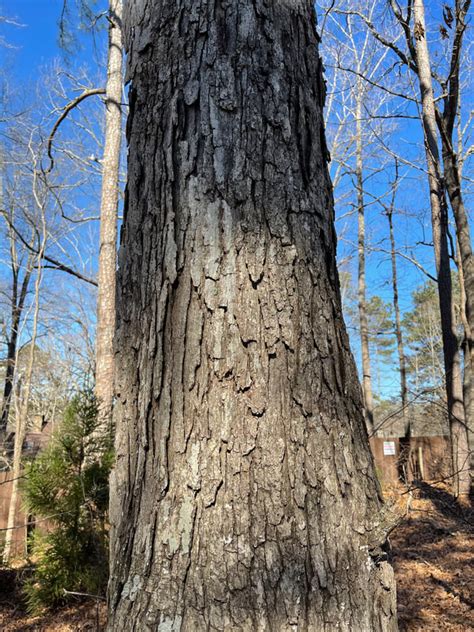 White Oak Tree JOHNS CREEK TREES
