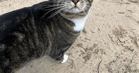 My Brothers Cat Beans She Looks Sassy But Shes Super Sweet Album On Imgur