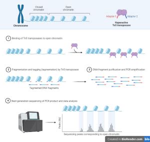 Single cell sequencing- Introduction, Principle, Types, Discovery, Workflow, Applications ...