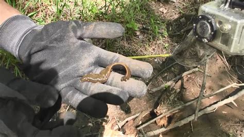 Ephemeral Wetlands Databaseatila