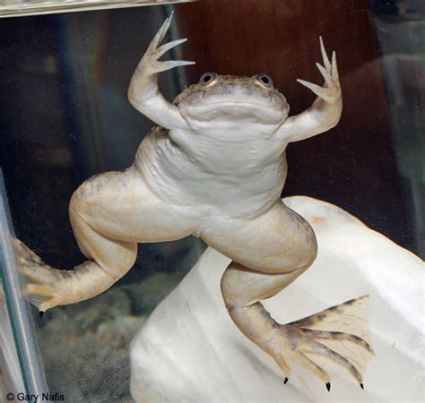 How Long Can African Clawed Frogs Stay Underwater At Lucy Via Blog