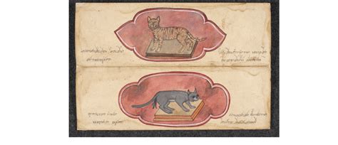 Ancient Thai Cat Manuscript Orange Cat Will Bring You Sorrow And