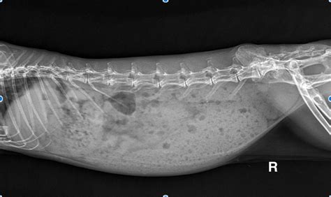 Gastrointestinal Gi Disease In Rabbits Beecroft Animal Specialists