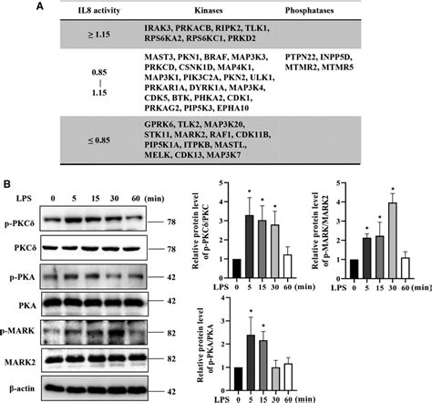 Lipopolysaccharide Lps‐induced Phosphorylation Of Kinase And