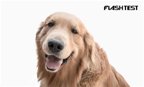 2018 Canine Pancreatic Specific Lipase Cpl Test Kit Supplier