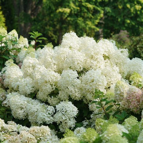 Hydrangeas That Are Best For Beginners