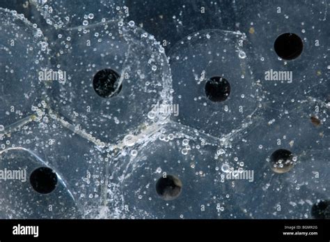 Frogspawn Containing Embryos Of European Common Brown Frog Rana