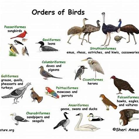 Is A Bird A Phylum Class Diy Seattle