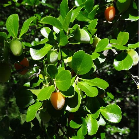 Wild Apricot Fruit Plant Dovyalis Zeyheri Veliyathgardens