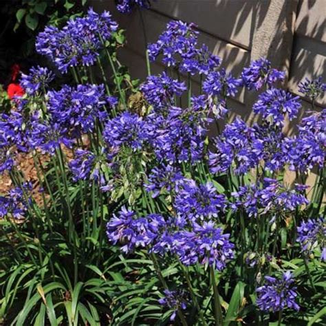 29 Of The Best Agapanthus Varieties For Your Garden Southern Living