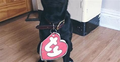 Happy Halloween From My Labpibble Mix Puppy Album On Imgur