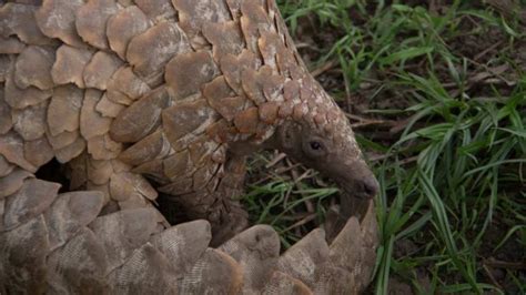 Qué Animales Tienen Caparazón