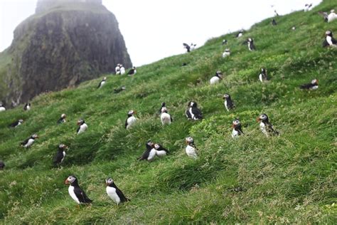 The Puffins Of Mykines In The Faroe Islands The Culture Map