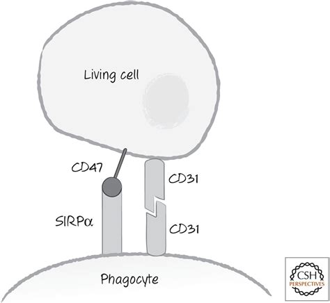 The Burial Clearance And Consequences