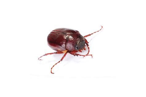Download June Bug Closeup White Background  Wallpaper