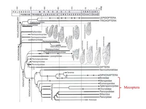 Ppt Mecoptera Scorpionflies Powerpoint Presentation Free Download