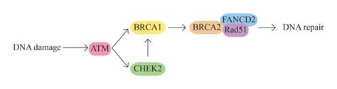 Brca1 And Brca2 Pathway B The Mapkerk Pathway That Acts Through The Brca1 And Brca2 Pathway B The Mapkerk Pathway That Acts Through The