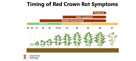 Red Crown Rot Rising What Every Soybean Grower Needs To Know For 2026