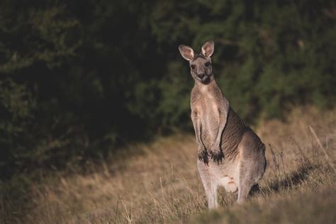 90000 Free Cute Kangaroo And Kangaroo Images Pixabay