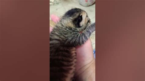 Subscribe Happykitty Youtube