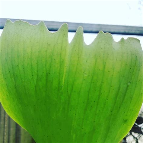 Alocasia × Amazonica Ap Rainforest Nursery Ap的雨林花園 Facebook