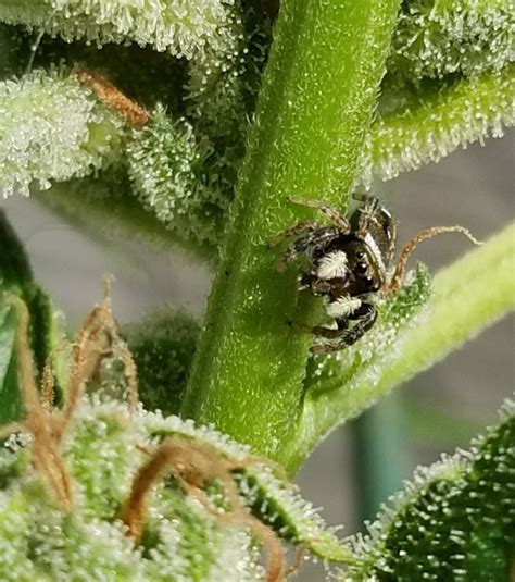 Predator Bugs Are Your Friends Autoflowers