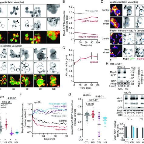 A Two Tiered System Ensures Surface Polytopic Protein Down Regulation Download Scientific