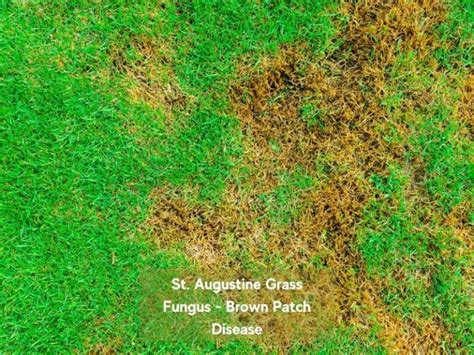 St Augustine Grass Archives Page 2 Of 2 Lawn Model