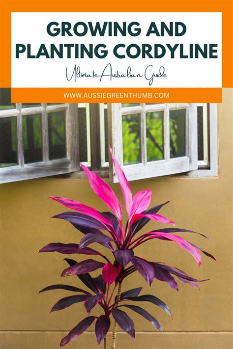 Cordyline 101 Your Complete Planting And Care Guide Fertilizer For