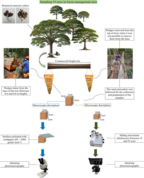 The Anatomy Of Wood Is An Essential Tool For Mitigating Errors In The