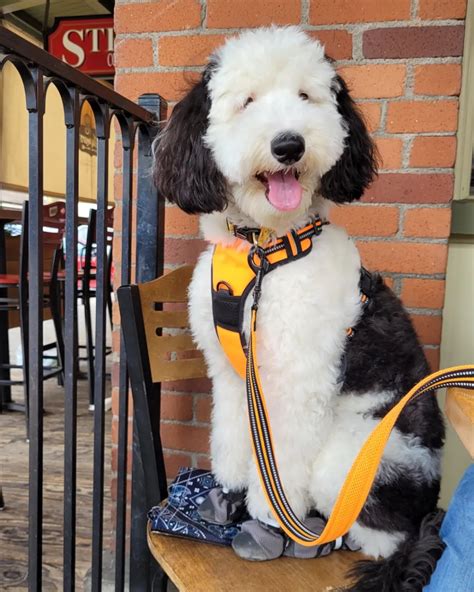 This Sheepadoodle From Us Looks Just Like Snoopy Mothership Sg News From Singapore Asia And