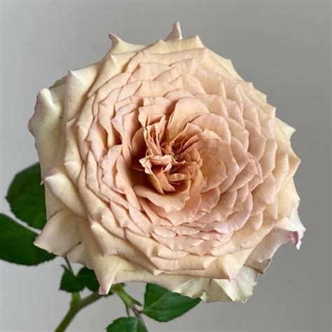 Beiley Rose Plant｜贝利 Roseexplosion